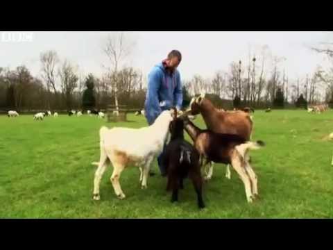 Testing goats' intelligence and emotions to improve welfare - Dr Alan McElligott