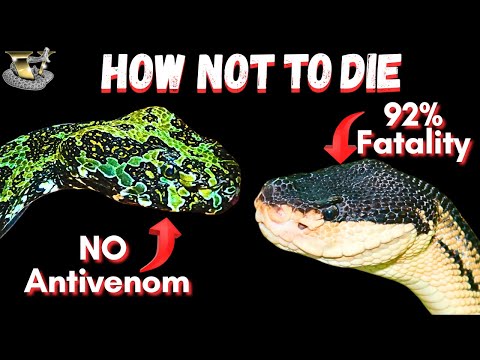 Top 3 Tips for Handling Dangerous Snakes Safely!