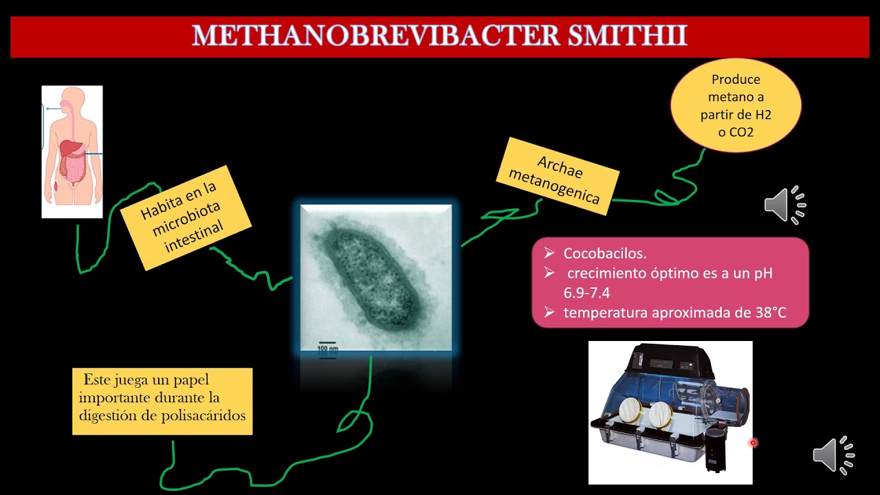 METANOGENESIS BACTERIANA