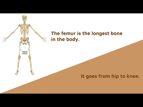 Biology: Fun Facts about Our Human Body Bones - Science for kids