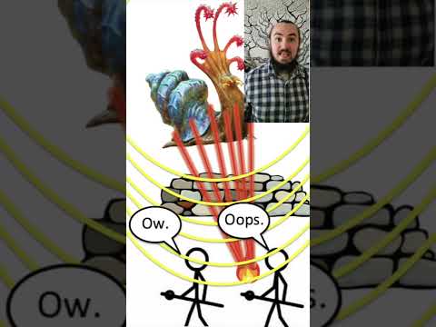 Busted Monster Combos Pt. 2 - Snail Bomb