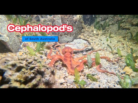 Cephalopod's Of South Australia