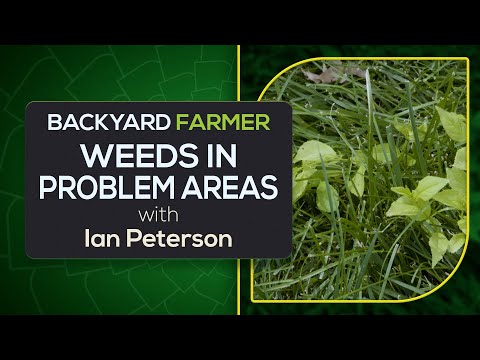 Identifying and Fixing Problem Weed Areas