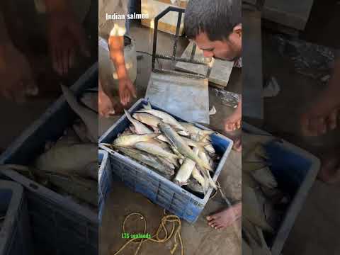 Indian salmon fish || #youtube #youtubeshorts #nature #boating #fishing #seafood #youtuber #food