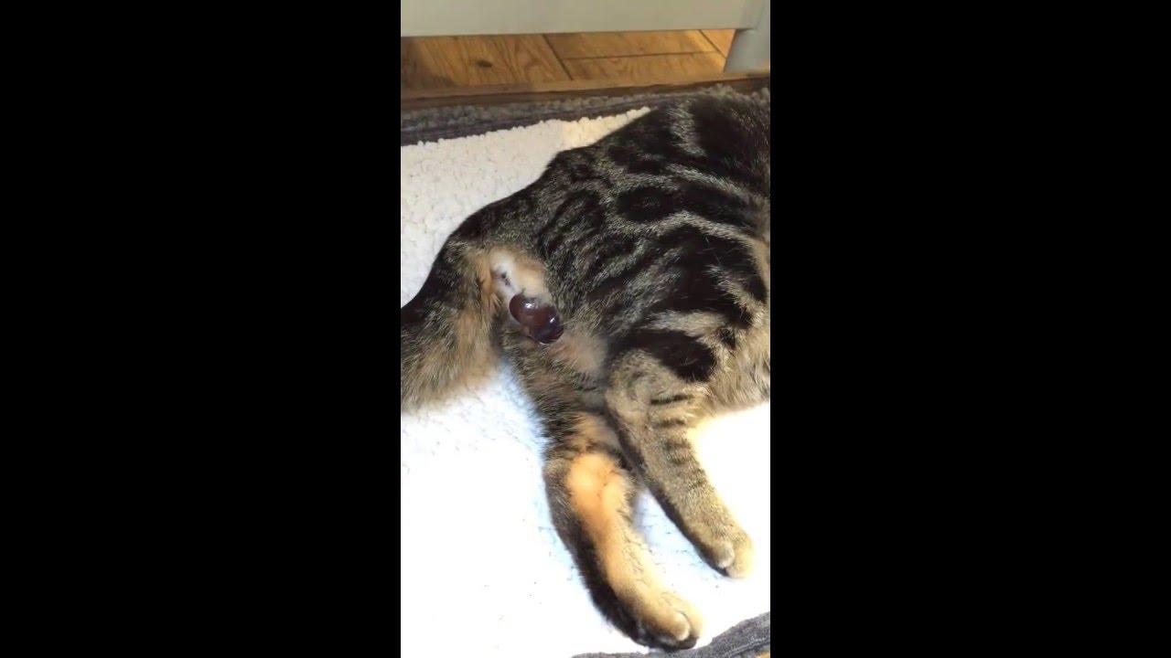 Cat giving birth to kittens