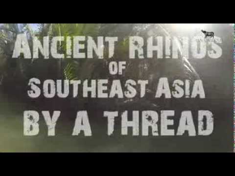 Ancient Rhinos of Southeast Asia: By A Thread
