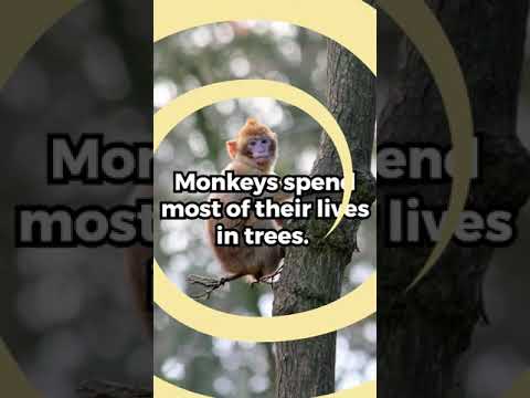 Mind Blowing Facts about Monkeys in 2023 #shortsvideo #viral #monkey