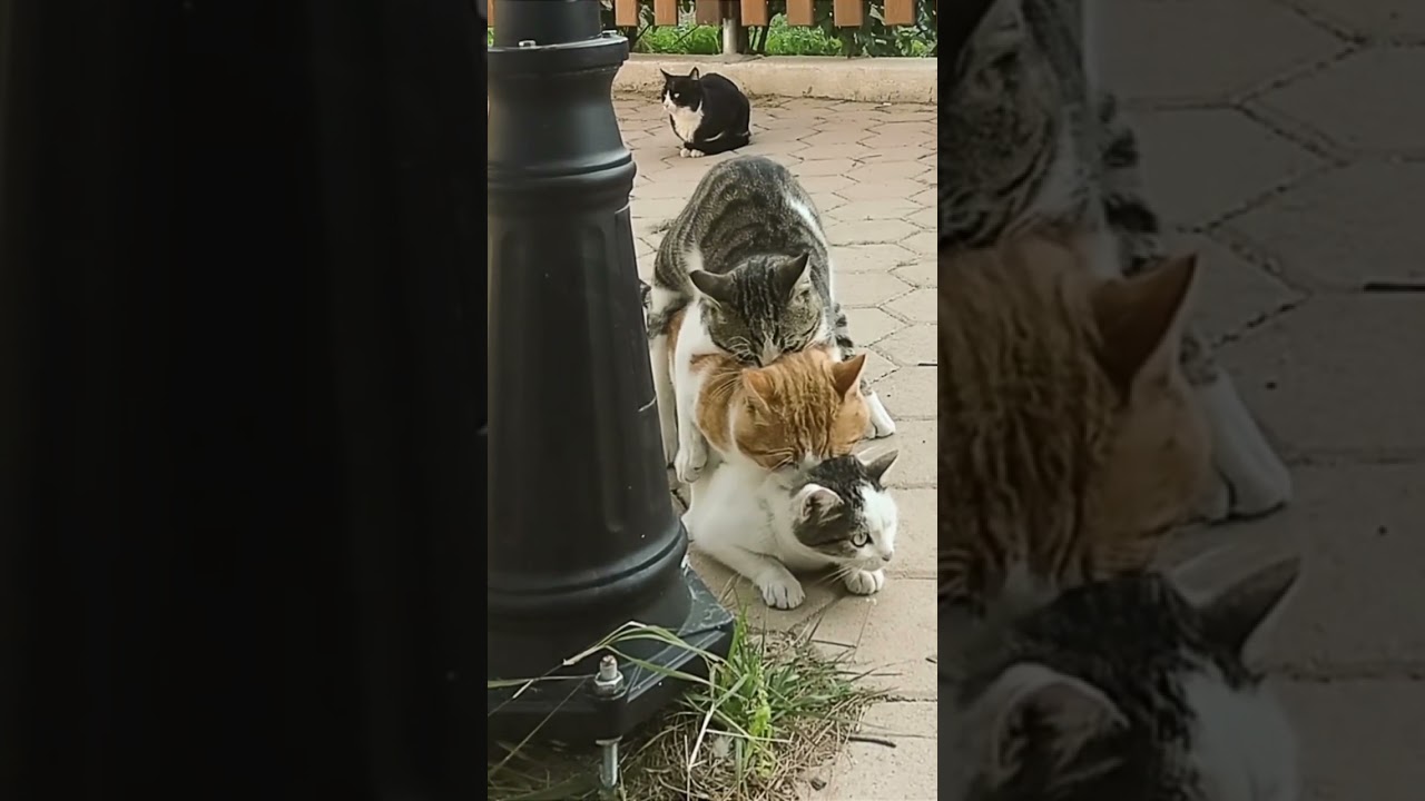 Do Cats Get Pregnant on the First Try? #catpregnancy