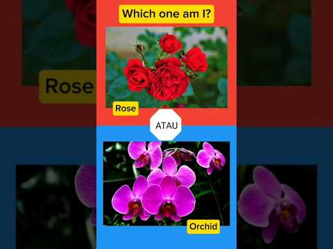 guess the flower that symbolizes love #shorts #quiz