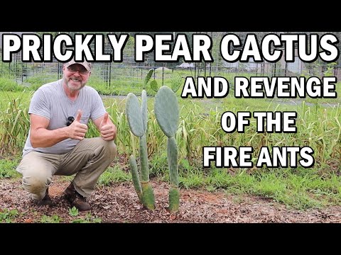 Planting Prickly Pear Cactus And Revenge Of The Fire Ants