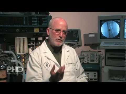Dr. Jeffrey Lee, DVM on PHD