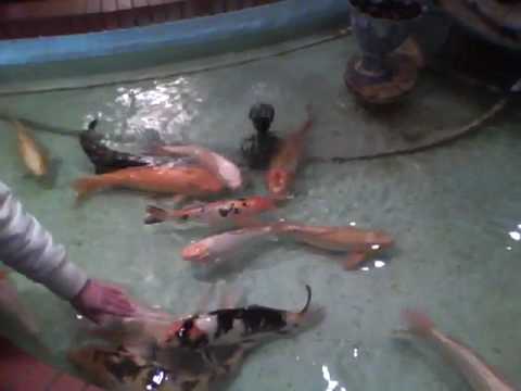 Mongrel Koi at Regency Palace Restaurant