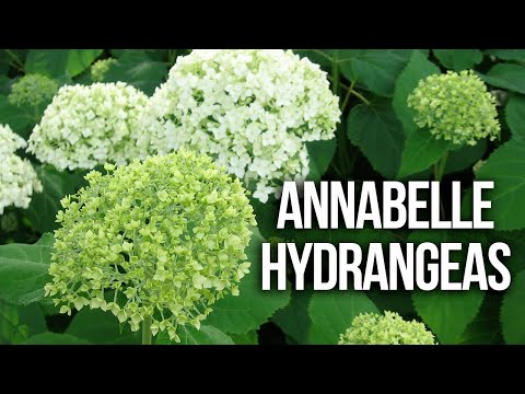 ANNABELLE HYDRANGEAS