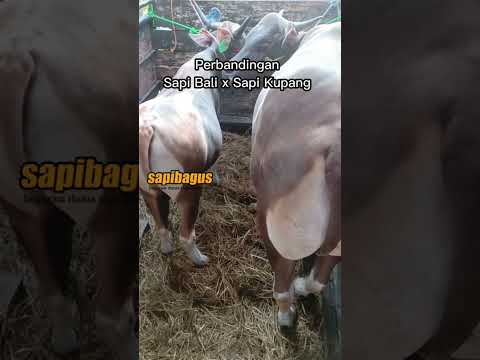 Perbandingan Sapi Bali x Sapi Kupang #shorts