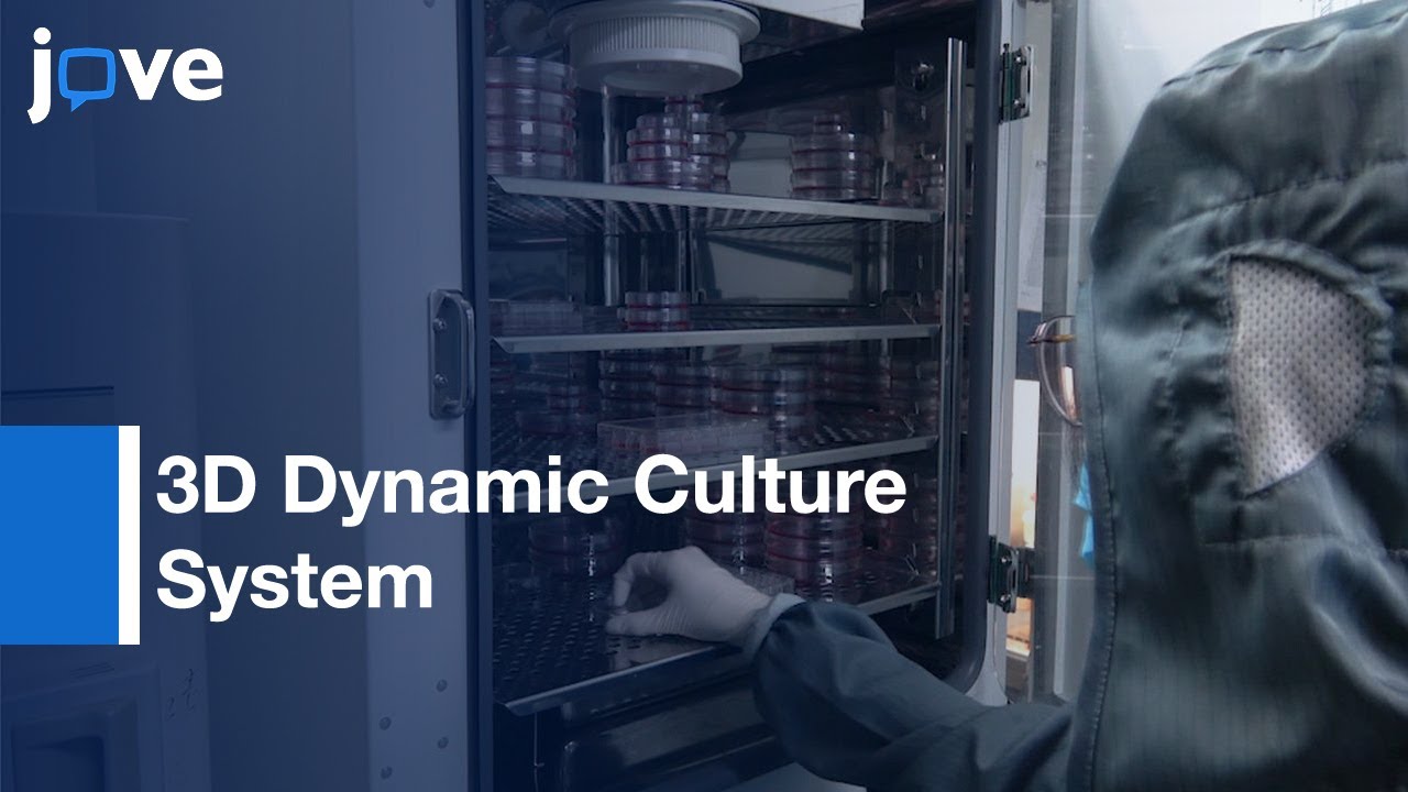 Multilayered Mesenchymal Stem Cell Sheet Construction: 3D Dynamic CS