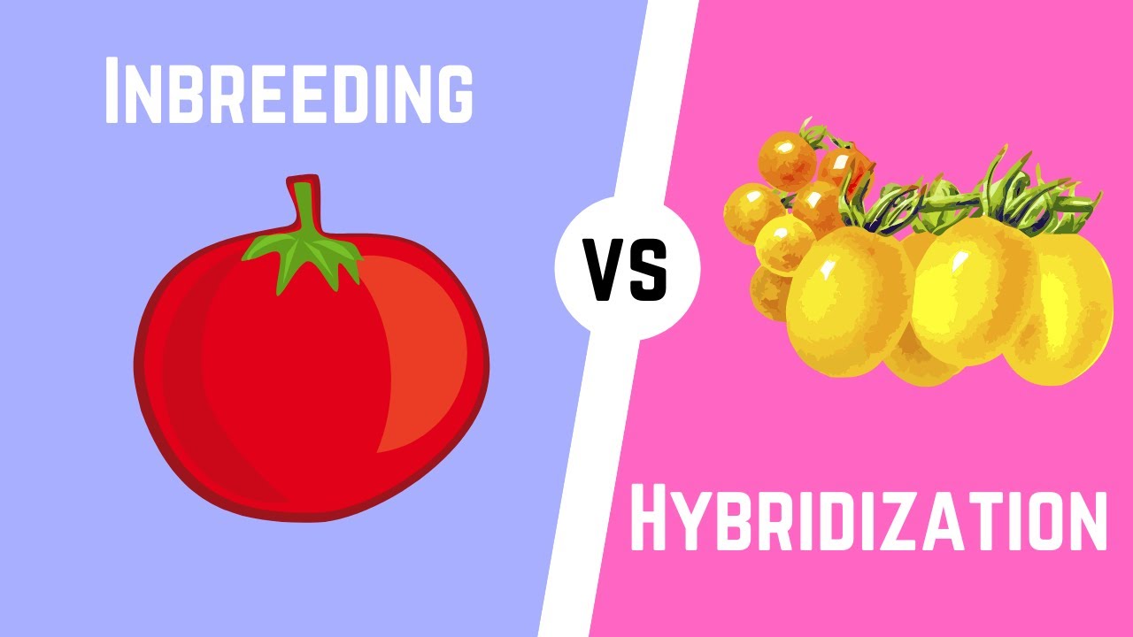 Hybridization vs Inbreeding