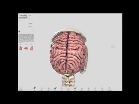 Pre & Post Central Gyrus: Anatomy for Conventional IONM