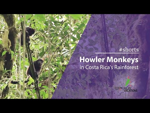 Howler Monkeys in Costa Rica's Rainforest