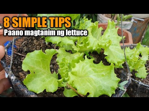 MADALI LANG MAGTANIM NG LETTUCE PARANG PECHAY LANG - 8 simple tips paano magtanim ng lettuce