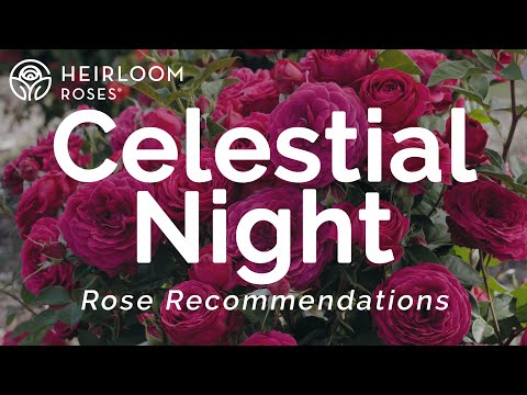The Perfect Purple Rose | Rose Recommendations