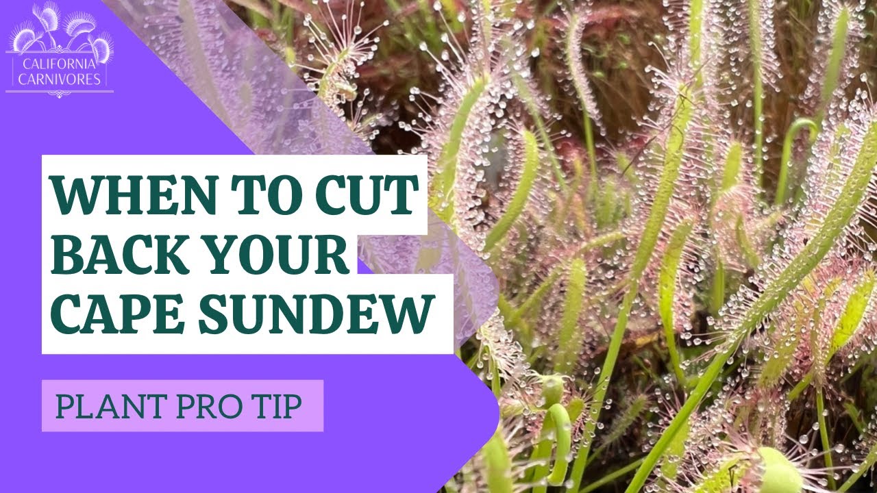 Cut Back Your Cape Sundew