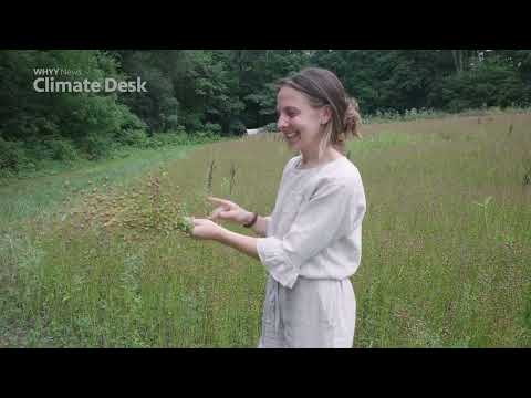 Climate Fixers: Flax Field: How flax can slow down fashion