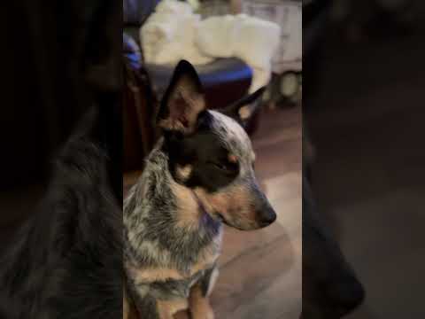 Actually her name is Rue. #blueheeler #cattledog #herdingdog #puppy #dog