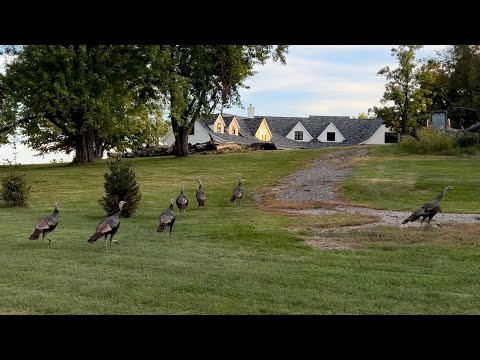 What do you call a bunch of Turkeys? #nature #wildlife #outdoors #funfacts