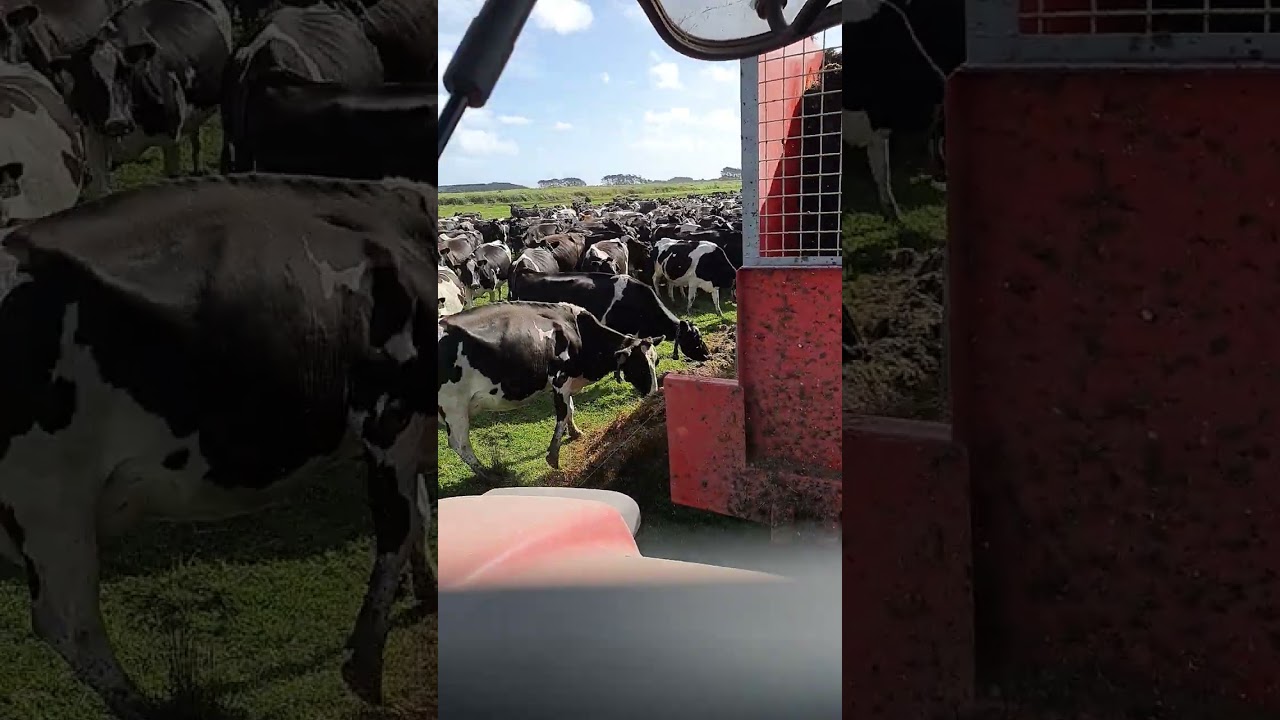 Feeding Milking Cow