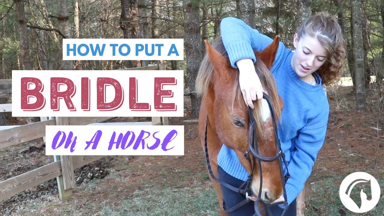 How to Put a Bridle On a Horse (English)