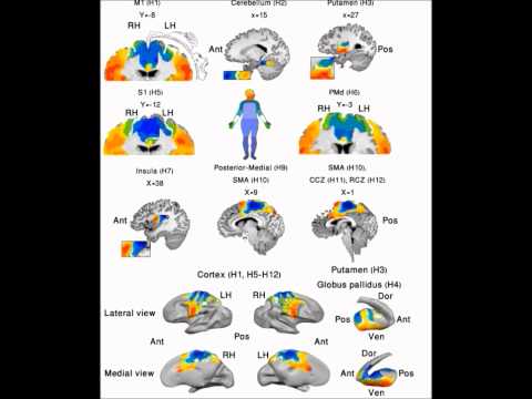 Brain activations in the 12 homunculi in response to movement of different body parts