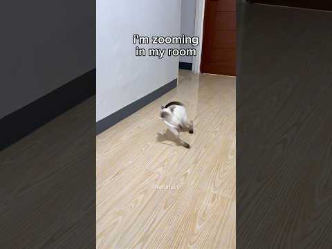 zoom zoom zoom zoom 💨 funny cat videos | tofu the siamese cat #funnycats #zoomies #shorts