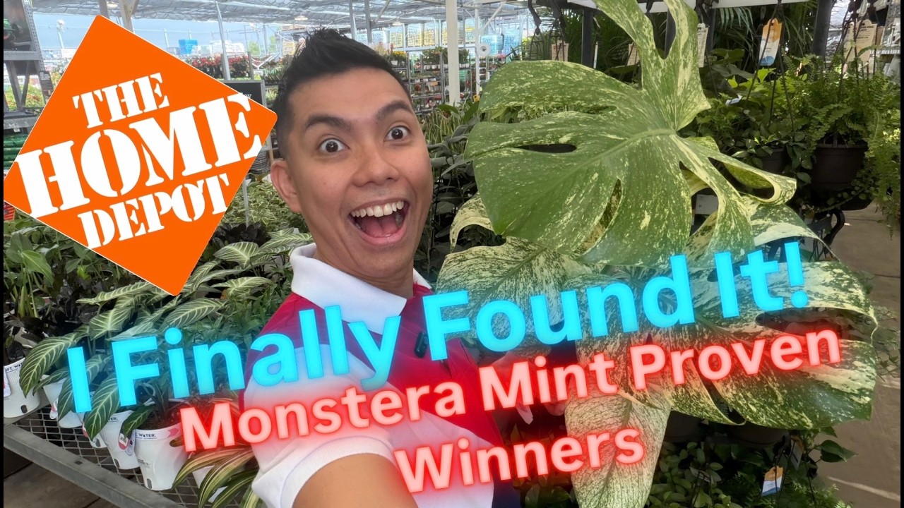 FINALLY Finding the Proven Winners Leafjoy Monstera Mint Surprising Home Depot Rare Plant Find!