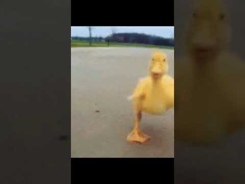 WOW 🐥😁