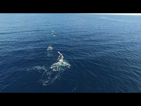 Whale watching - Zacatitos CasitaSeaEsta