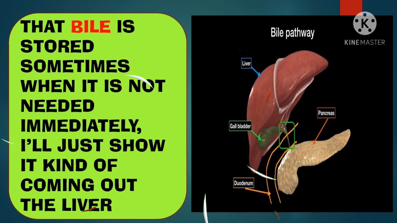 DIGESTIVE SYSTEM GRADE 8