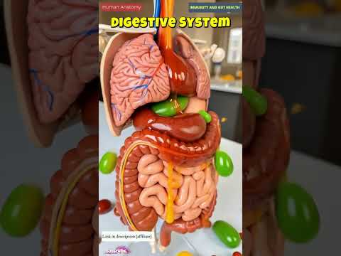 Human Digestive System Animation | Human Anatomy | Immunity and Gut Health | 18