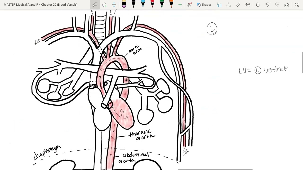 Understanding the Human Circulatory System Through a Detailed CV ...