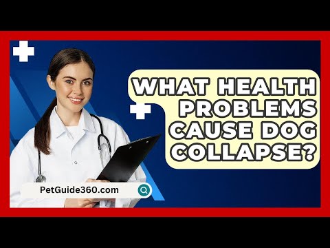 What Health Problems Cause Dog Collapse? - PetGuide360.com