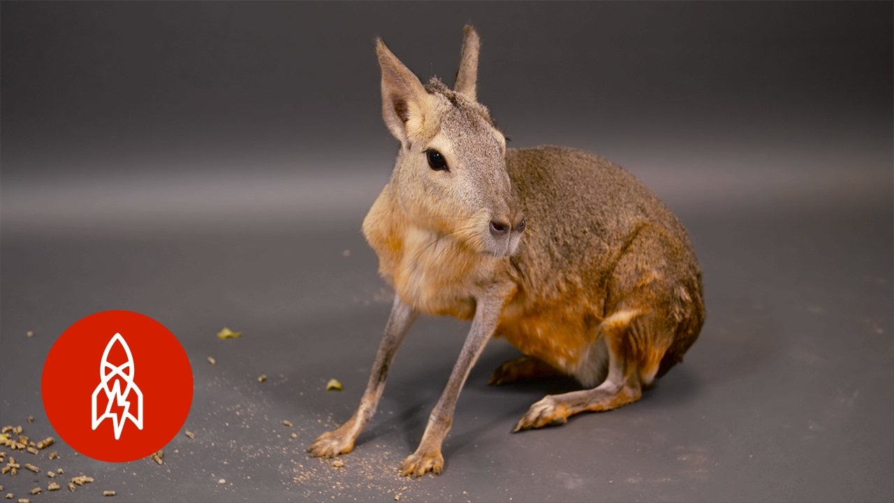 The Patagonian Mara Is a Rodent on the Run