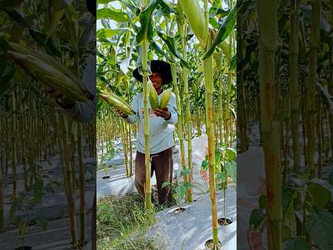 solusi yang ingin tanam jagung manis dan cabe