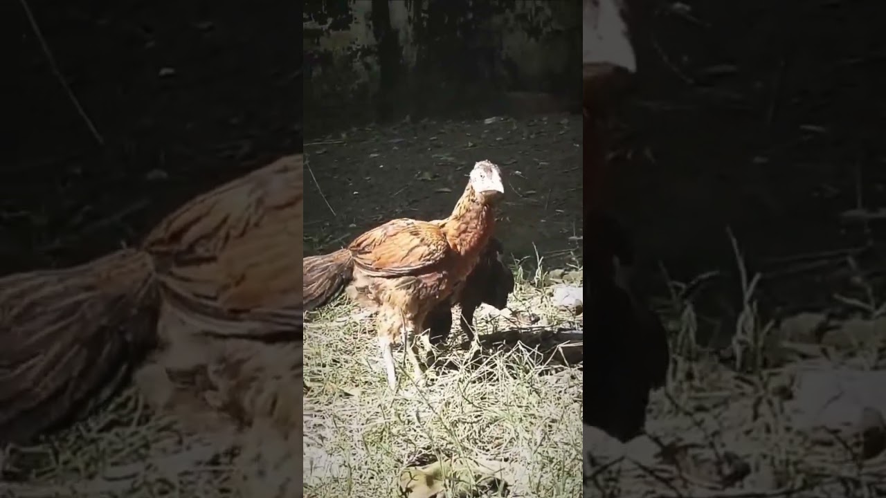 Aseel 🧿📸                       Backyard Chickens 🧿⛳