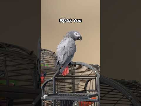Our African Grey admits he’s a double agent ???????? #talkingparrot #africangrey