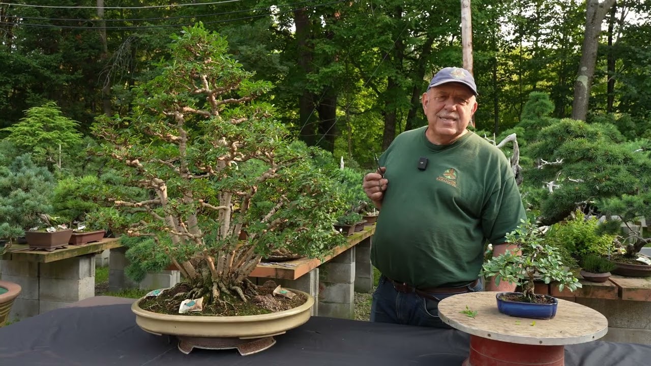 Top 5 Bonsai Trees for Beginners