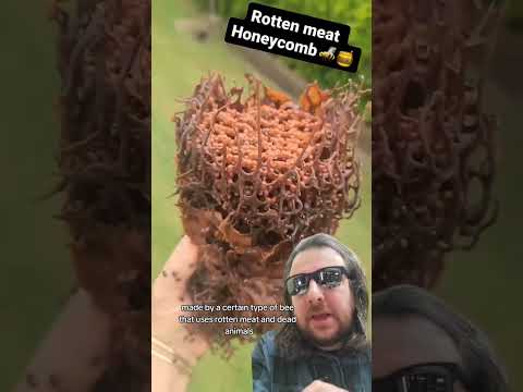 #meat #honey is a #real #thing // #bee #hive #food #reaction #tiktok #gross #insects #nature #fyp