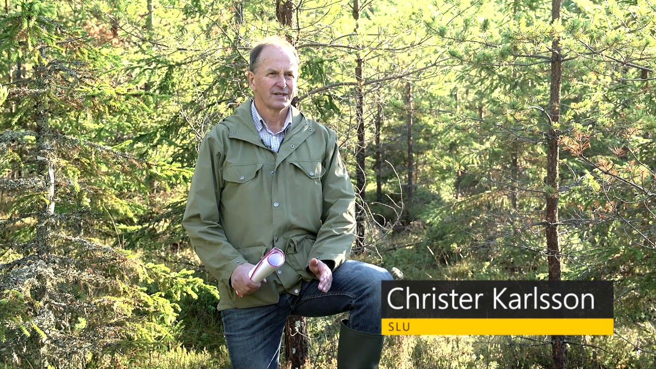 Tall, gran eller både och? - Skogforsk