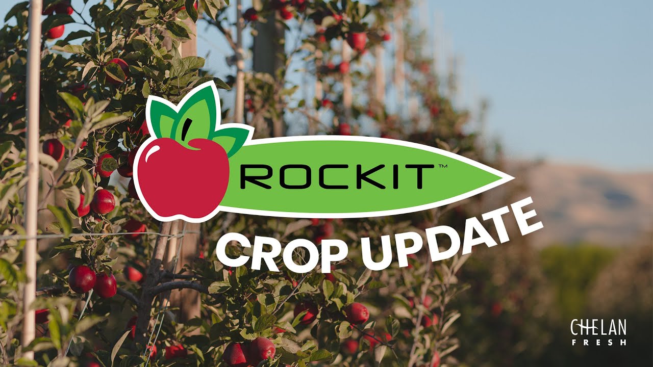 Rockit Apple Crop Update | Week 1
