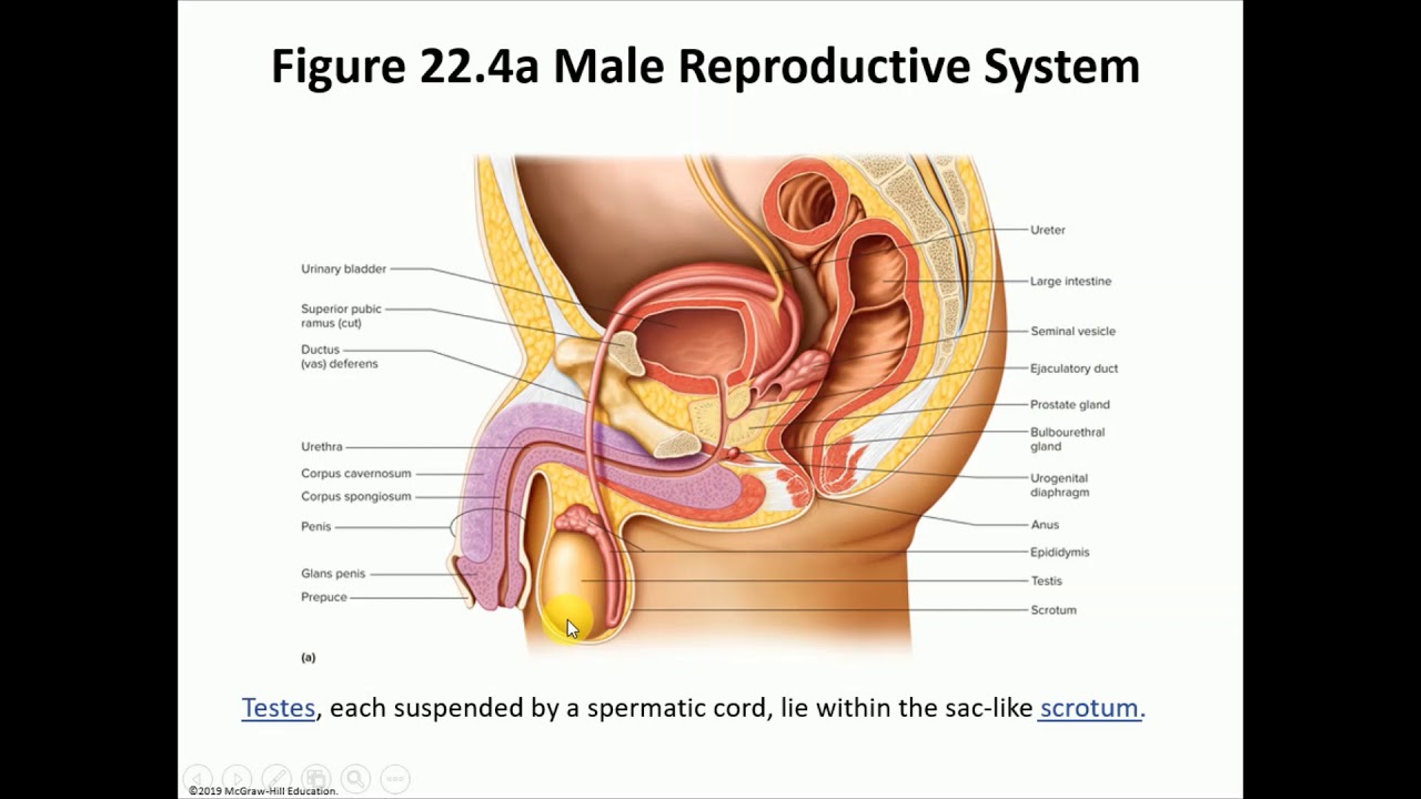 BIO 2006 Ch  22 Reproductive System
