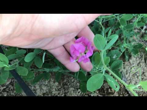 Tuberous Sweetpea in Flower (Lathyrus tuberosus)