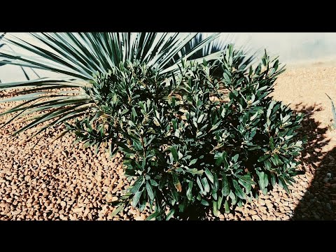 The Best Evergreen Daphne for Hot and Dry Climates | Eternal Fragrance Daphne